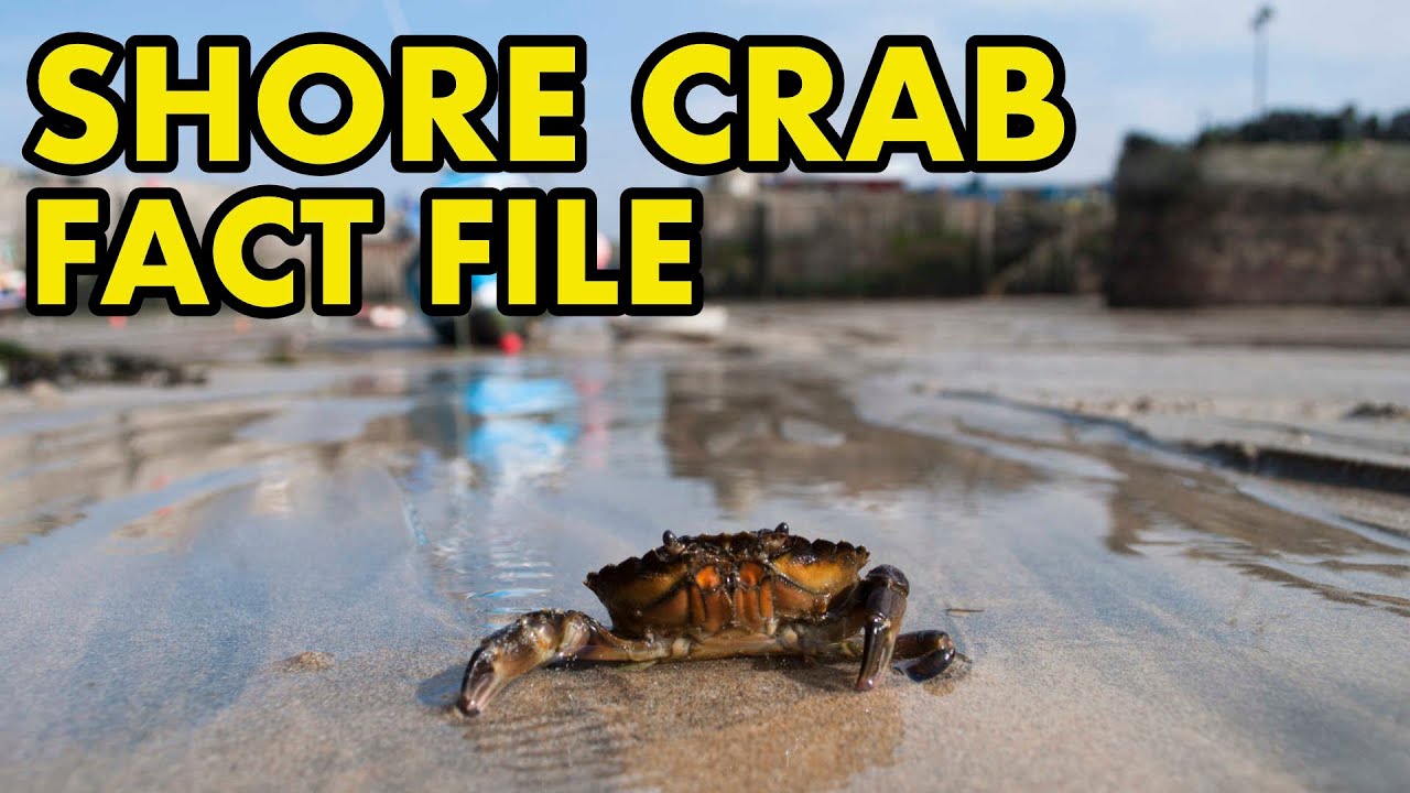 Green Shore Crab: Fact File (British Wildlife Facts) - YouTube