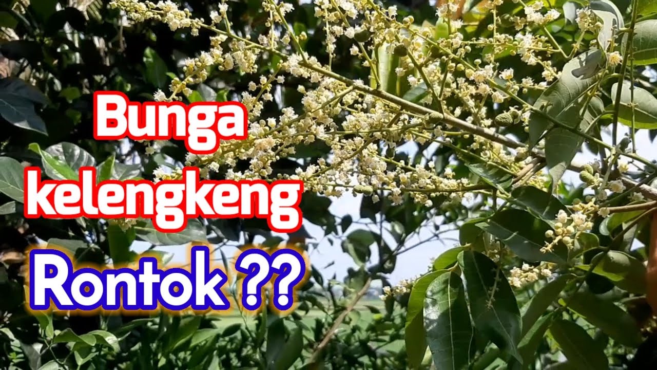 BEGINI CARA MENGATASI BUNGA KELENGKENG RONTOK - YouTube