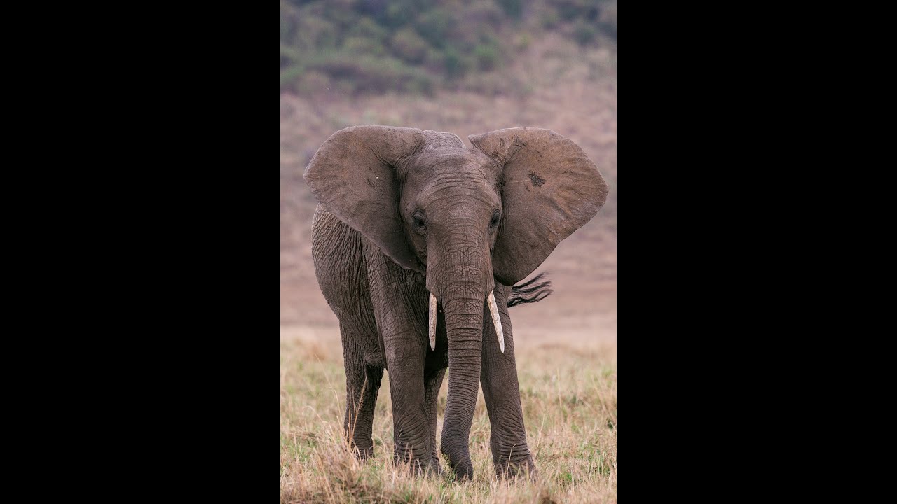 Elephant Sound Effects - YouTube