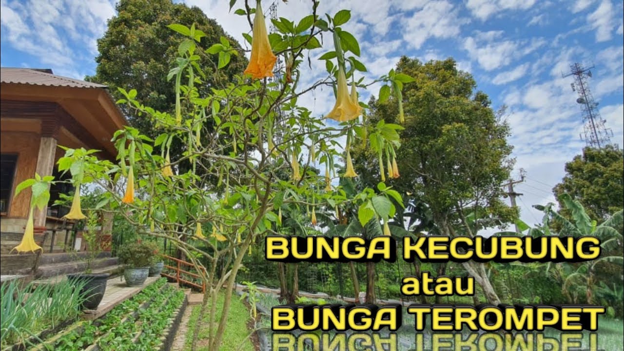 Mengenal Bunga Kecubung Atau Bunga Terompet Kuning | BUTANI CHANNEL ...