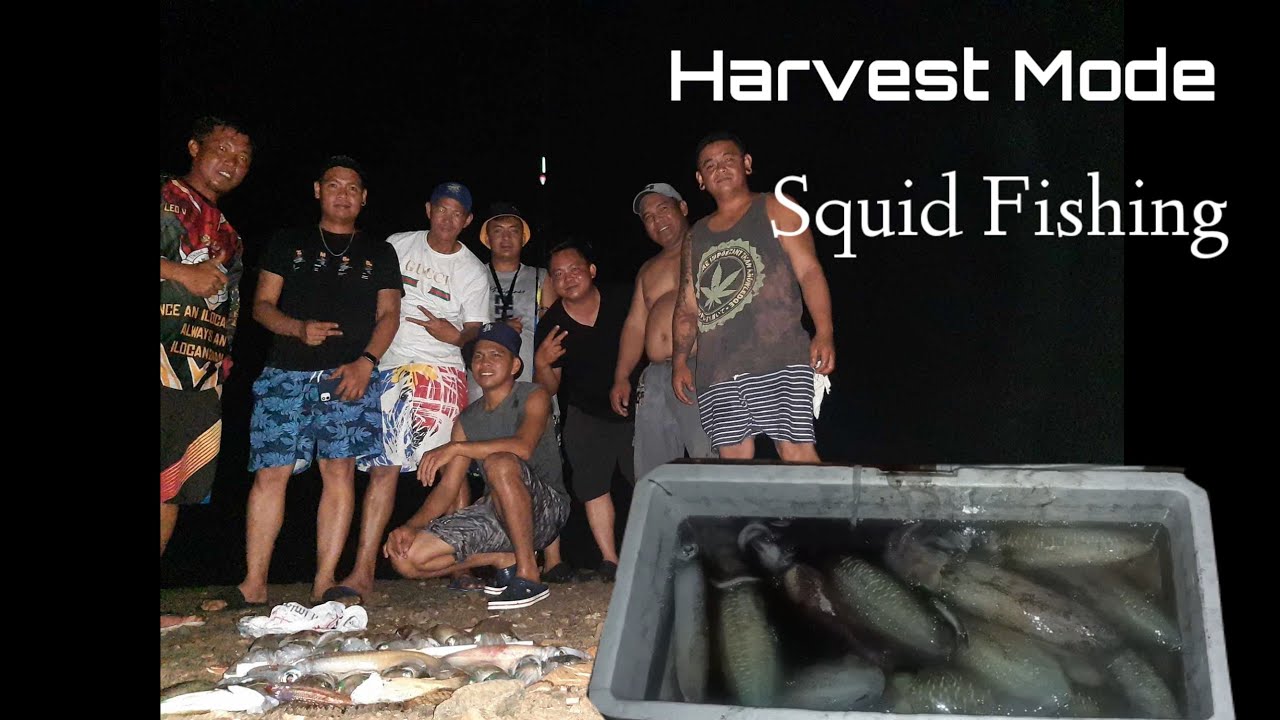 Grabe ang Dami ng pusit na mahuli | Harvest Mode - YouTube