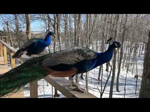 Peacocks Take Flight