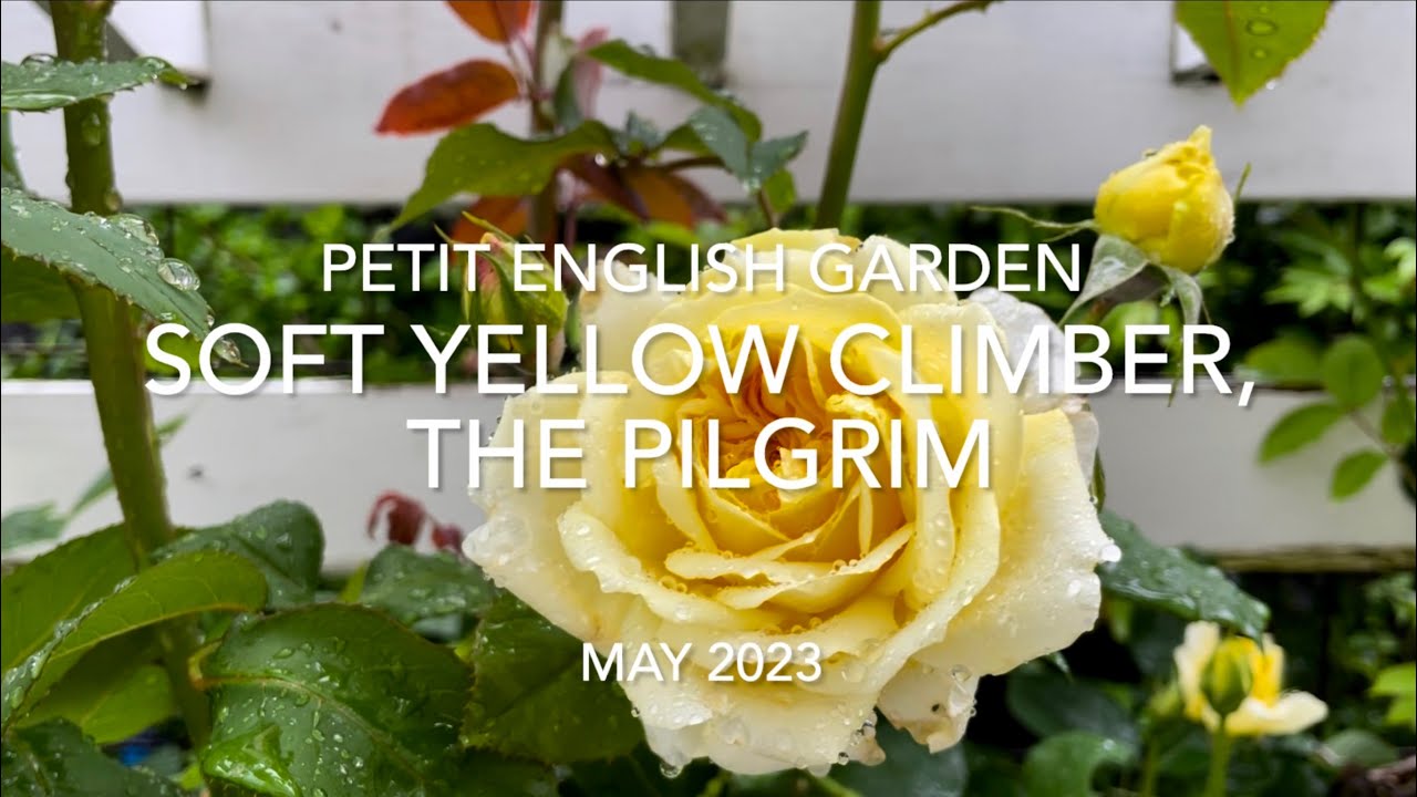 Soft Yellow Climber, The Pilgrim - YouTube
