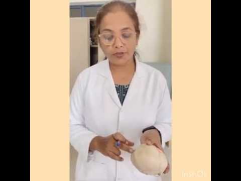 Fetal Skull | Practical Explanation| English | MSC , BSC , GNM Nursing | By Mrs. Archana R ...