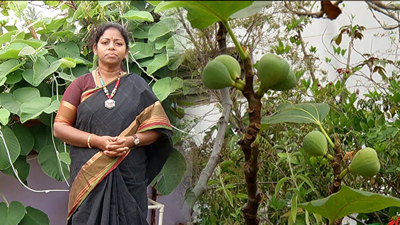 காய்கறிகள், பழங்கள் மற்றும் அனைத்து செடிகளும் ஒரே இடத்தில்..| Malarum ...