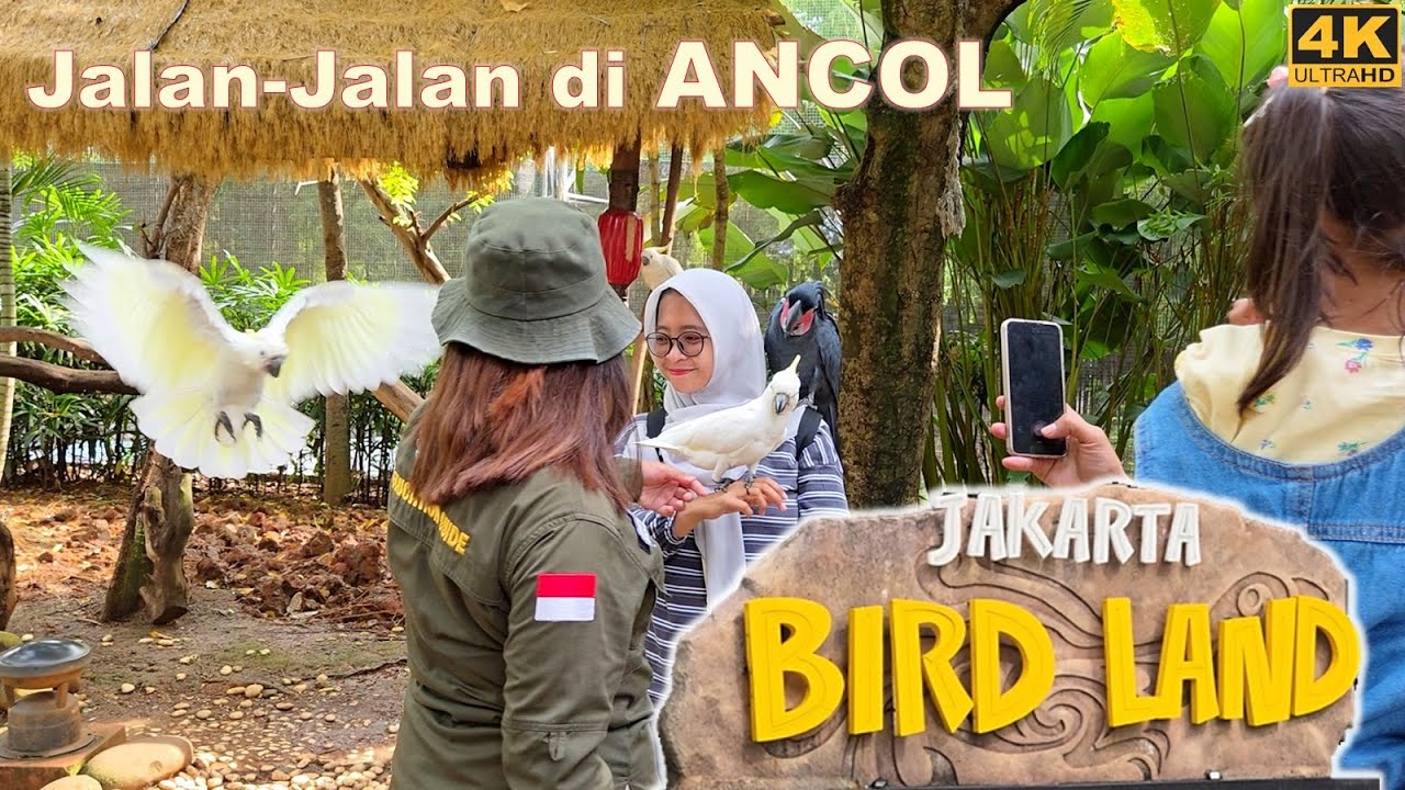 Walking Around JAKARTA BIRD LAND ANCOL‼️Taman Burung Jakarta Terbaik ...