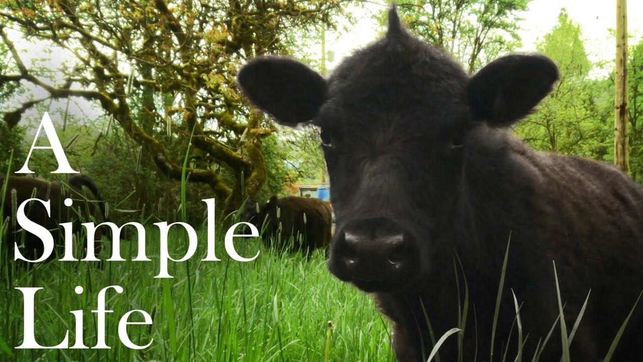 What Does Pasture Raised Mean YouTube what-does-pasture-raised-mean-youtube
