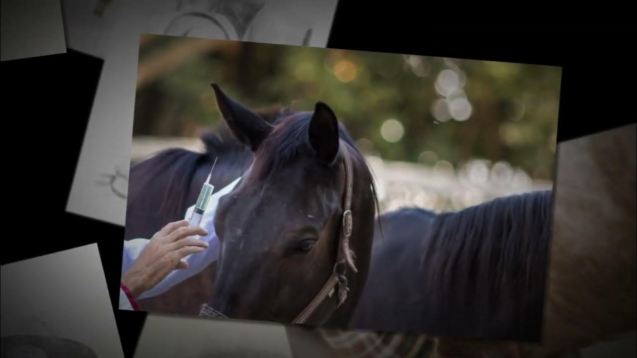 Never Trust a Sneaky Pony Book Trailer - YouTube