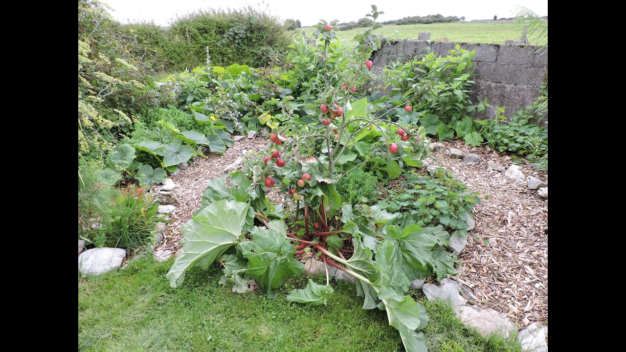 Q and A Session - Vol 1 - No Dig Mulch Gardening - Almost zero ...