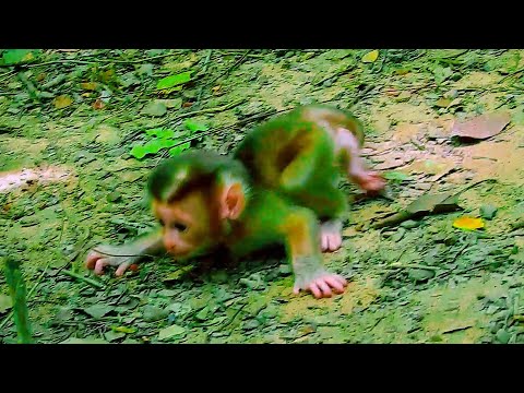 Loneliness in the wild: baby monkey's sad eyes reflect rejection