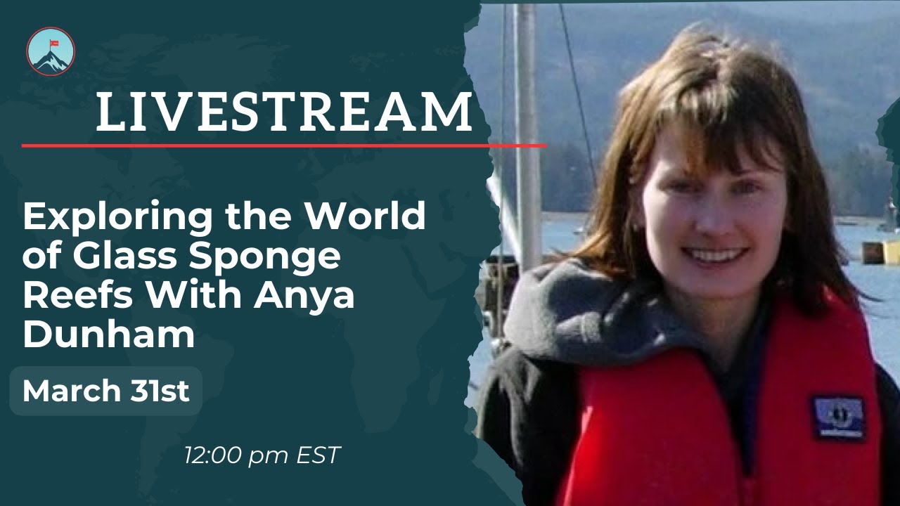 Exploring the World of Glass Sponge Reefs With Anya Dunham - YouTube