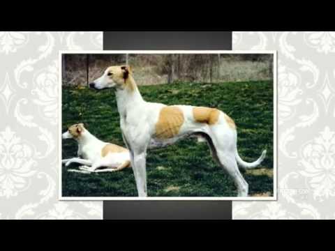 Magyar Agar Dog breed - YouTube