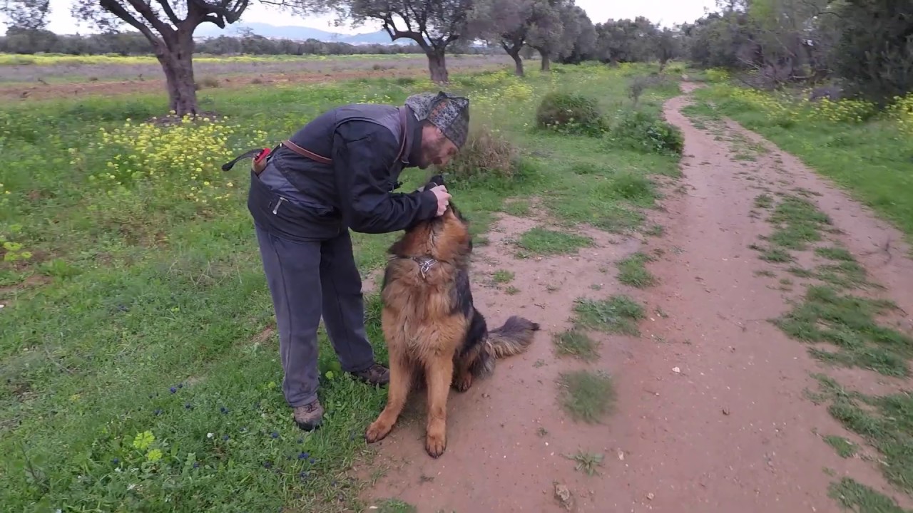 Εκπαιδευση σκυλων - ελευθερος χειρισμος - k9training.gr - YouTube