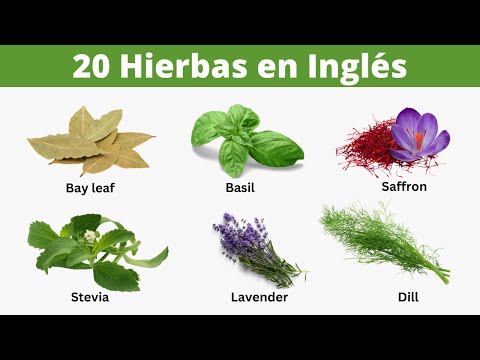 20 Nombres de Hierbas en inglés | Vocabulario en inglés