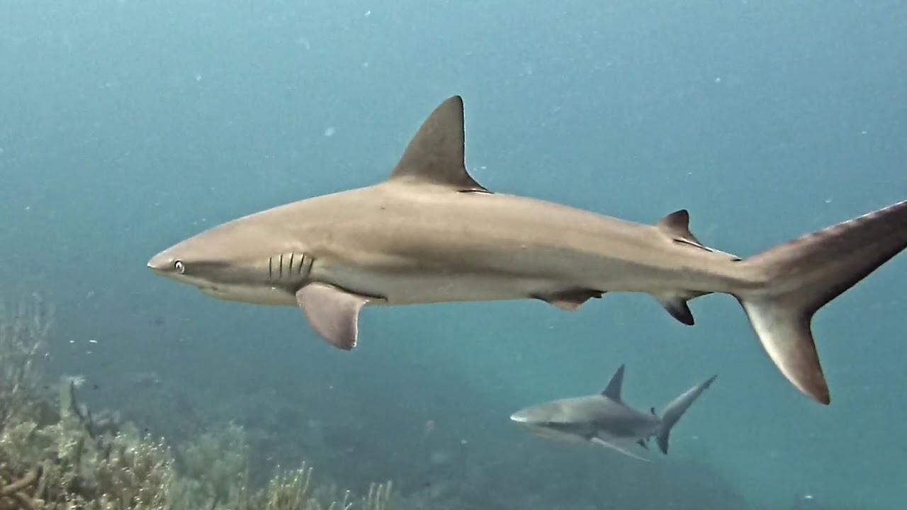 253 Lots of Sharks Cuba - YouTube