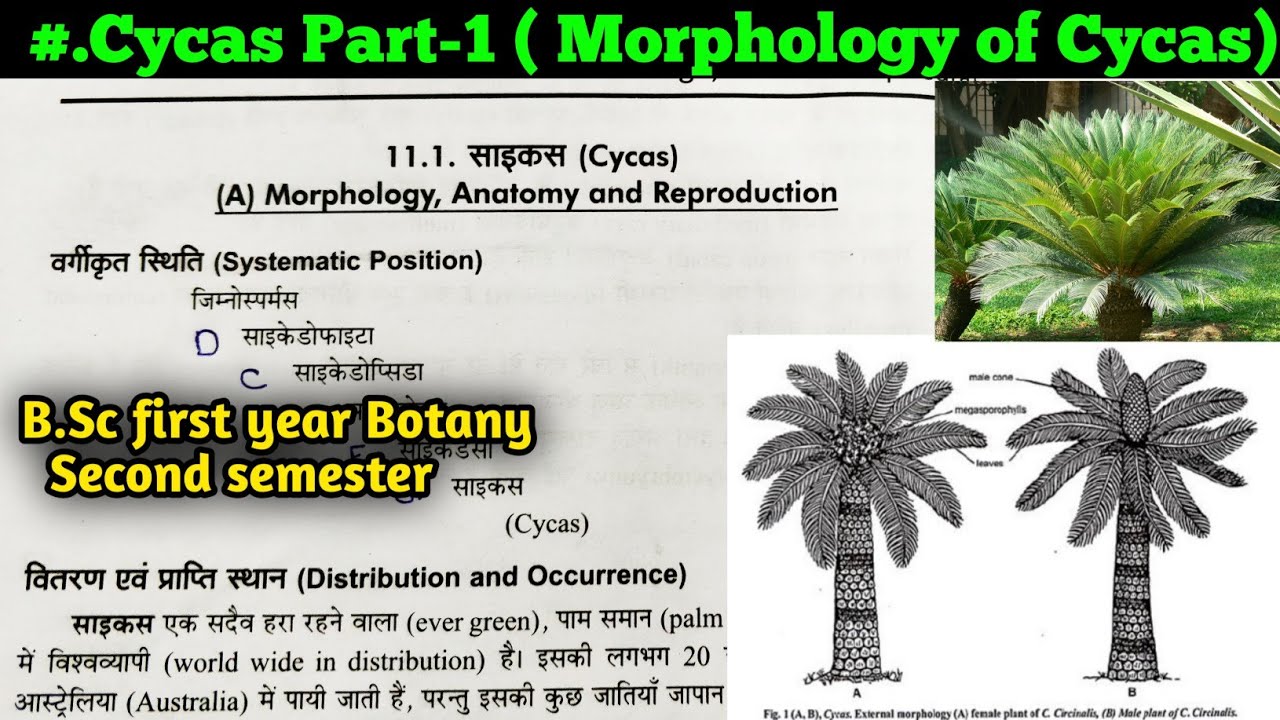 Cycas part-1 || Morphology of Cycas in hindi || B.Sc first year Botany ...