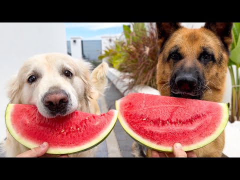 Watermelon Eating Competition: German Shepherd vs  Golden Retriever