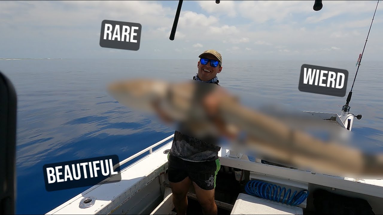Catching A Rare Weirdly Beautiful Shark - YouTube