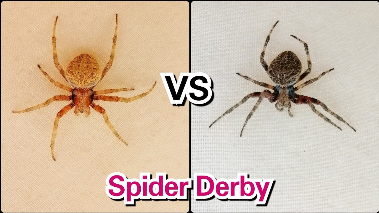 Classic Fight - Gagamba Fight | Spider Derby - YouTube