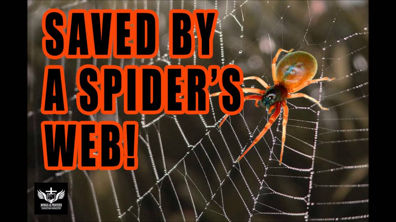 He was saved by a spider's web! - YouTube