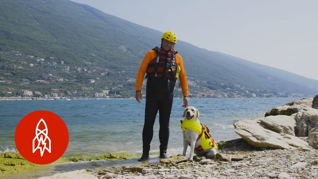 Meet Italy's Lifeguard Dogs - YouTube