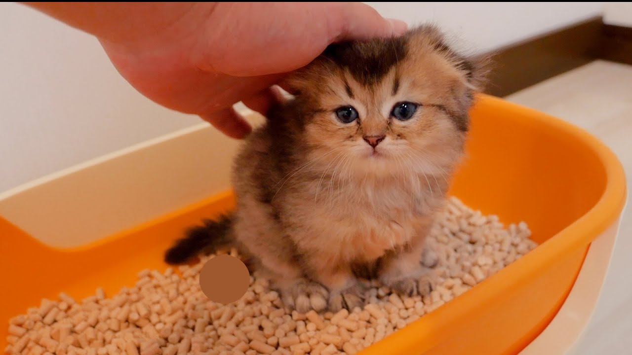 A kitten that successfully goes to the toilet for the first time will ...