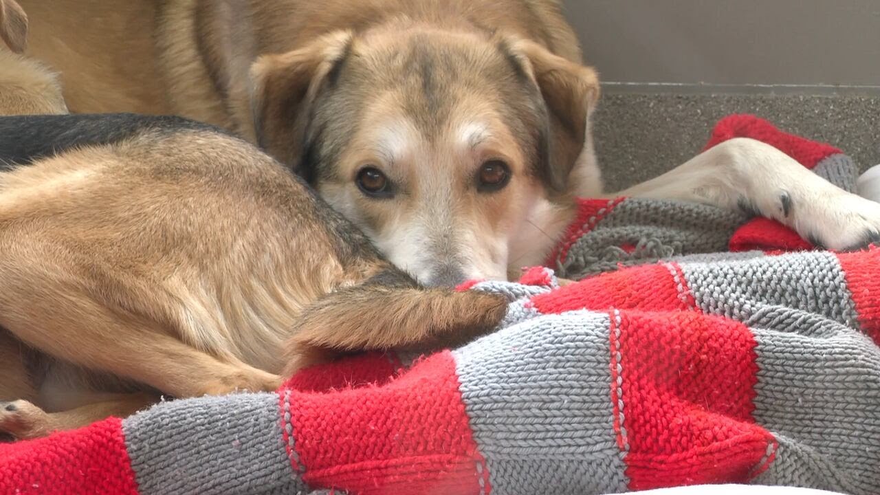 Animal Foundation issues urgent call for fosters as 2 dogs test ...