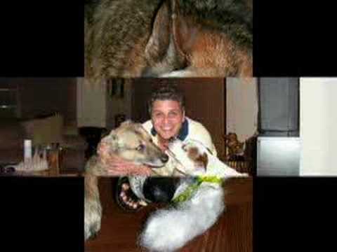 In loving memory. A tribute to my German Shepherd, \