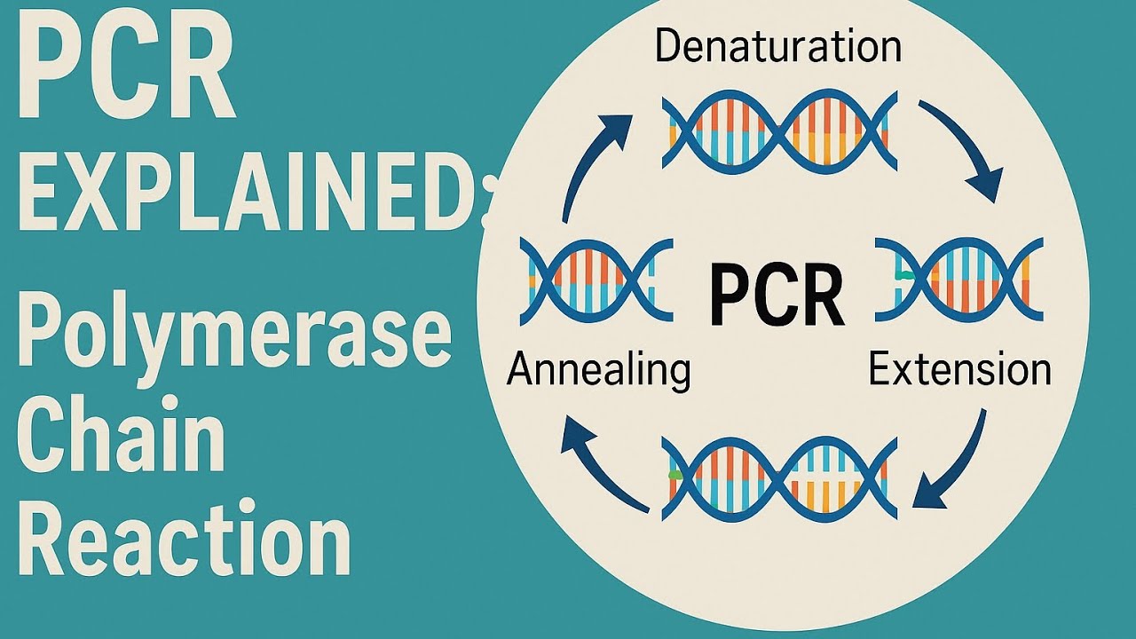 PCR Explained: What is Polymerase Chain Reaction? | PCR Test, Steps ...