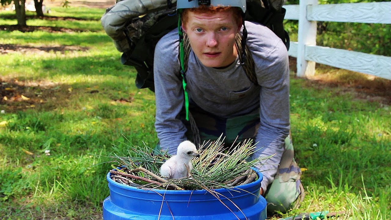 Taking an Eyass Cooper's Hawk for Falconry: The Beginning of a Journey ...
