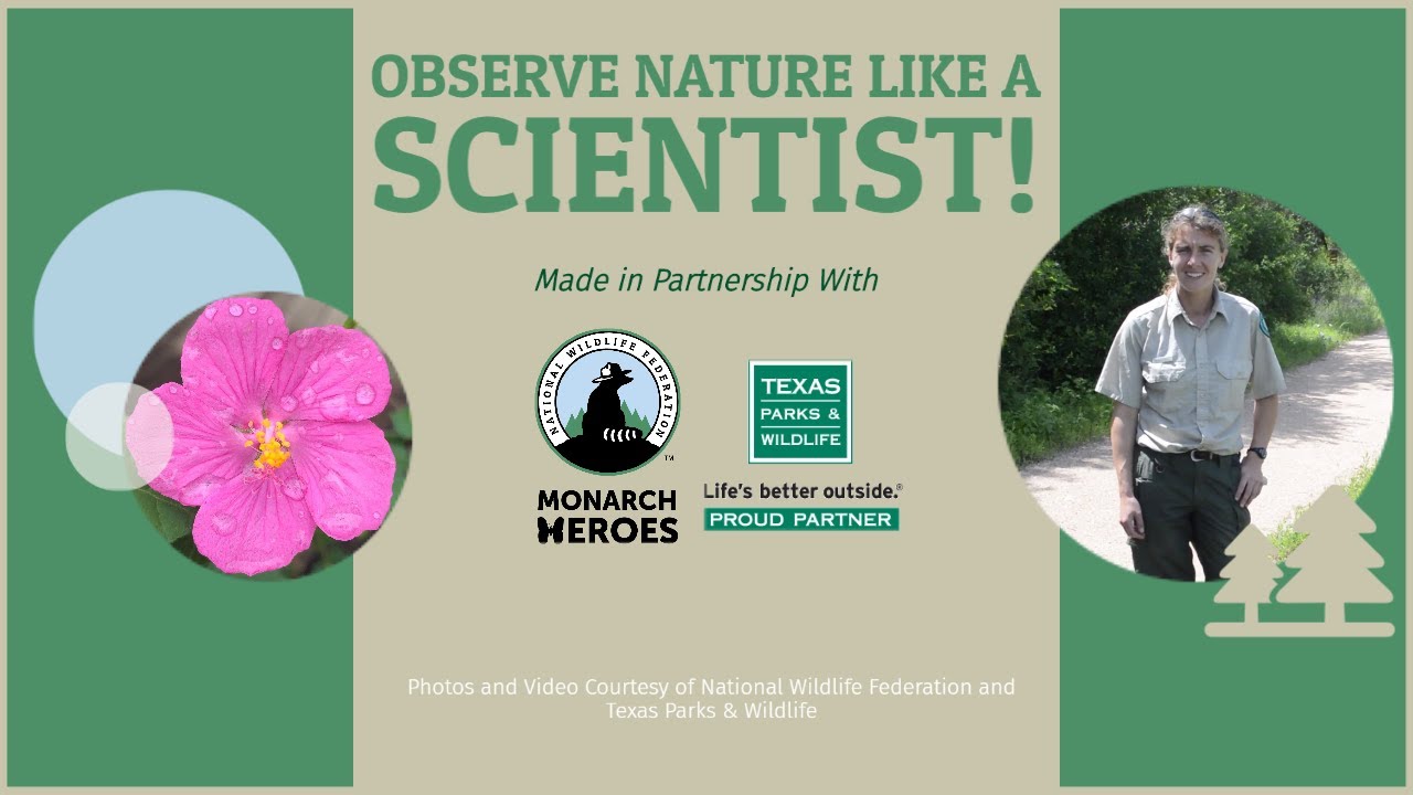 Observe Nature Like a Scientist! - YouTube