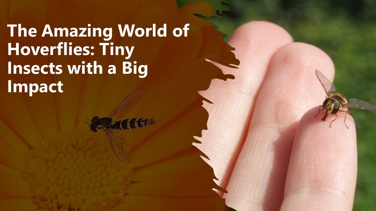 The Amazing World of Hoverflies: Tiny Insects with a Big Impact - YouTube