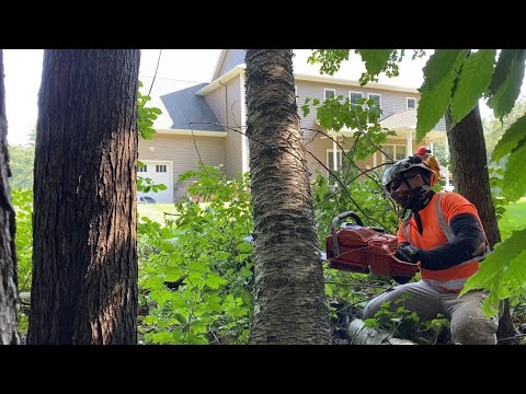 Birch Tree Leaning Towards House | Arborist Tree Removal and Tree ...