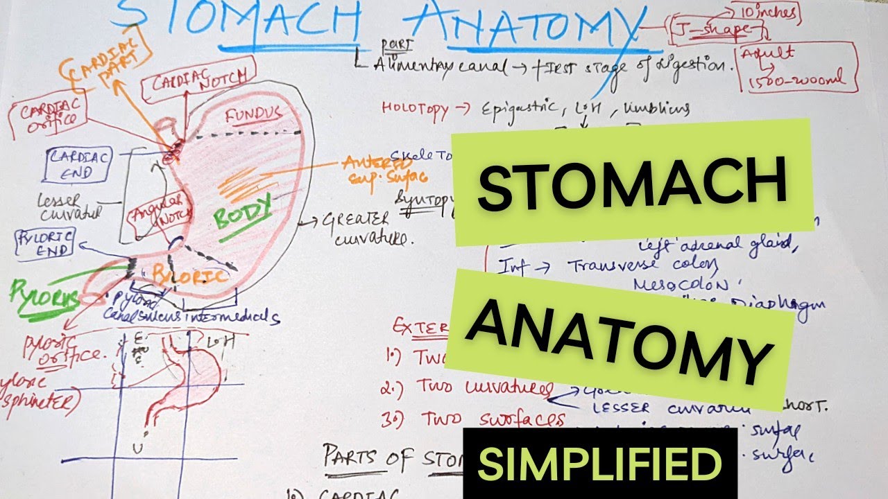 STOMACH ANATOMY | SIMPLIFIED - YouTube