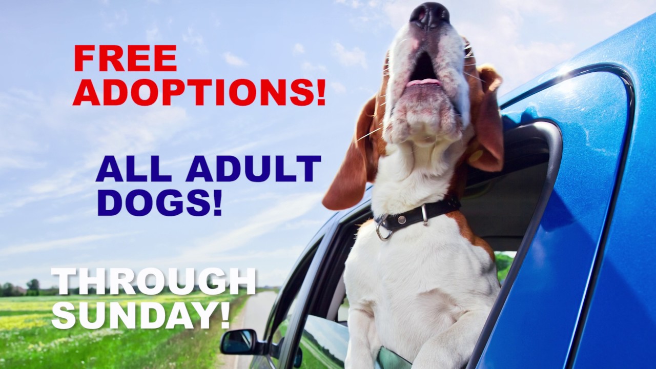 Free Adult Dog Adoptions at Charleston Animal Society! - YouTube