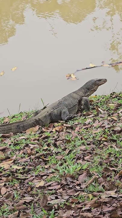 Big monitor lizard - YouTube