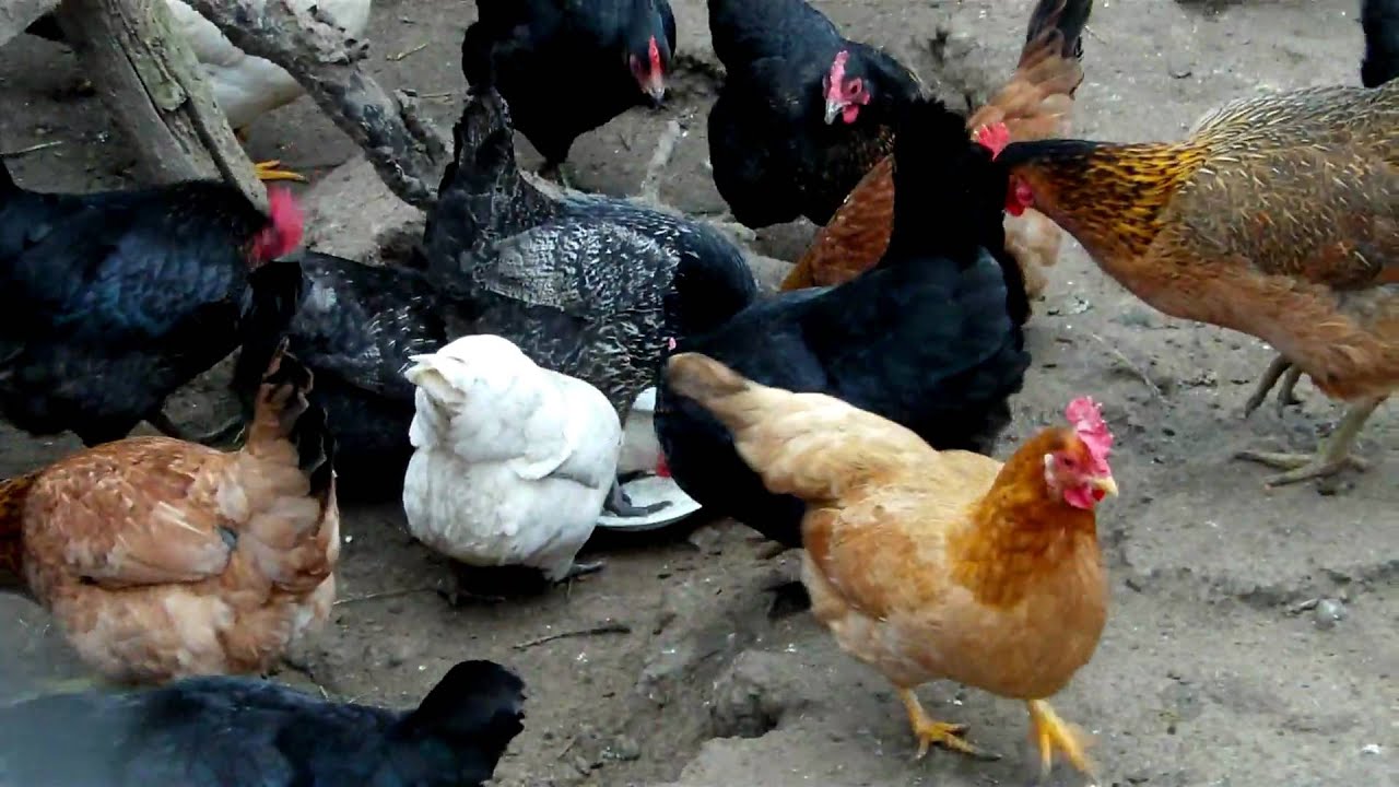 tyúkól in high definition 2 - YouTube