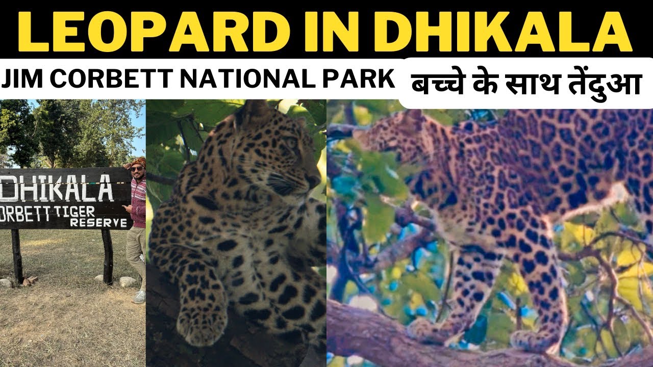 LEOPARD IN DHIKALA | Jim Corbett National Park | बच्चे के साथ तेंदुआ in ...