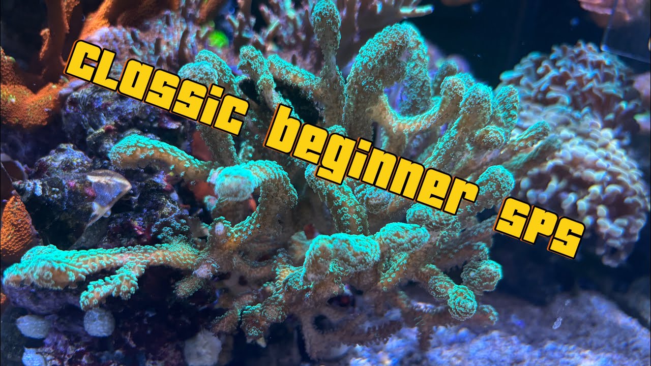 Old but Golden classic SPS corals for beginners - YouTube