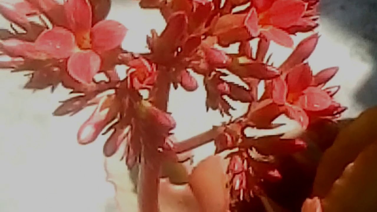 More About Christmas Kalanchoe 108 YouTube more-about-christmas-kalanchoe-108-youtube