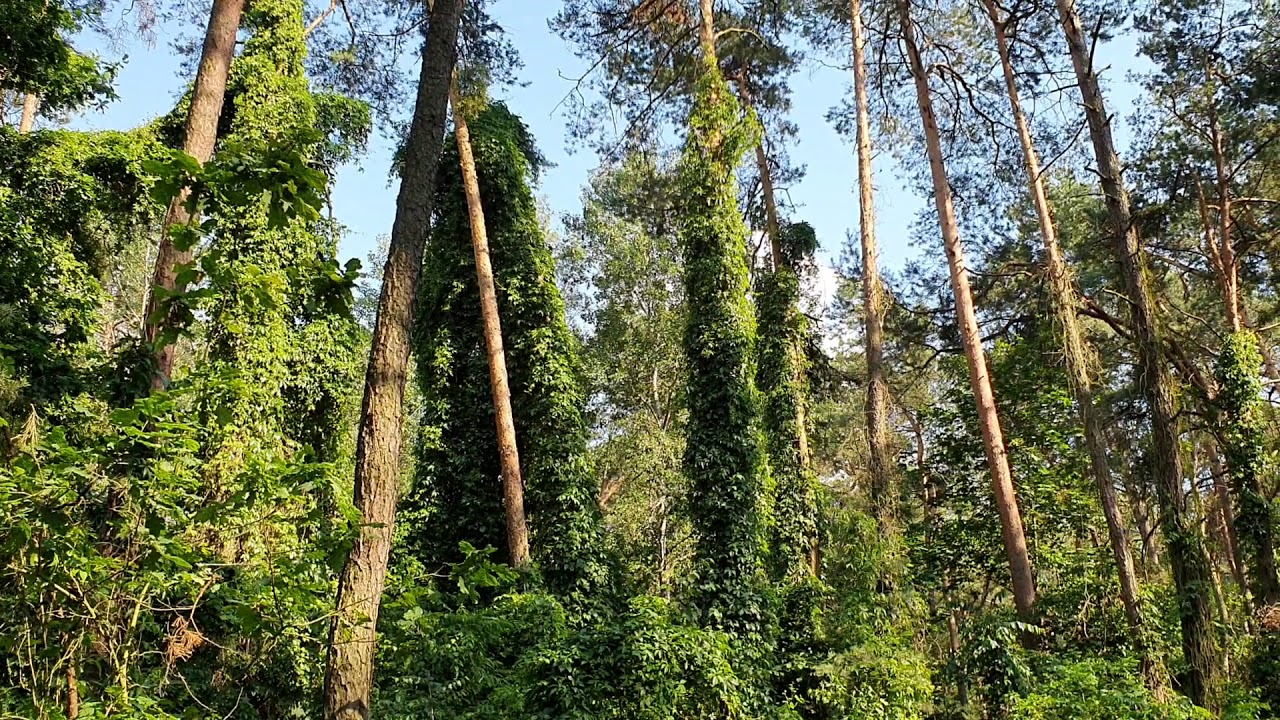 Forest in Kabaty near #Warsaw, Poland 28 06 2020 - YouTube