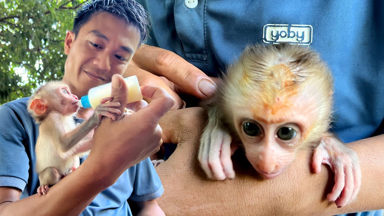 P6 - Dad takes care of and treats the wound of baby monkey Sushi - YouTube