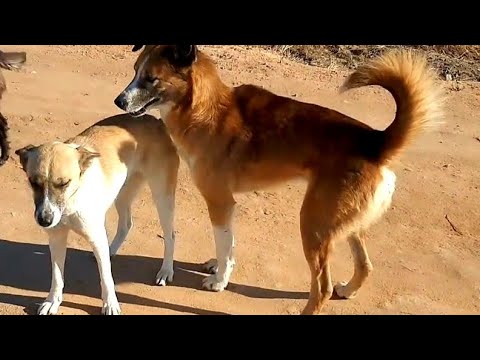  Arabian dog mating season. Don't forget to subscribe and like.
