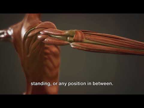 5 1 Muscle Power Unraveling the Functions of the muscular system - YouTube
