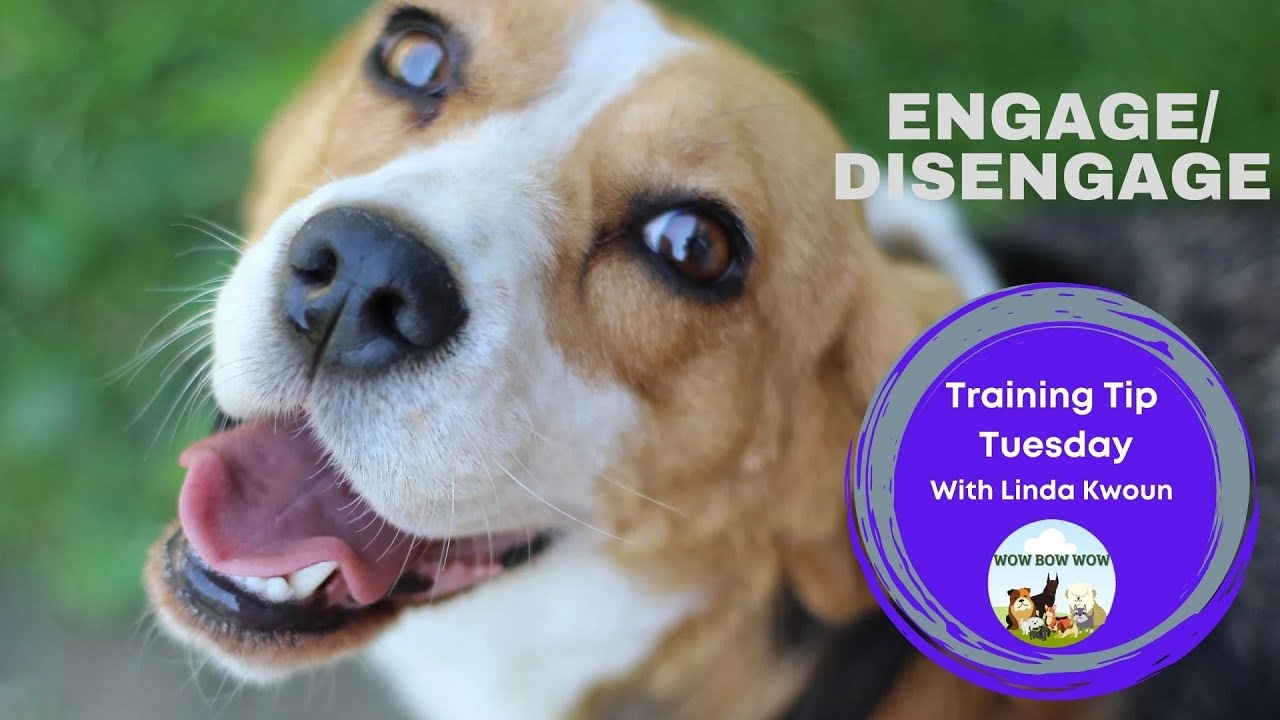 #TrainingTipTuesday--Engage/Disengage Game for Over-Reactive Dogs - YouTube