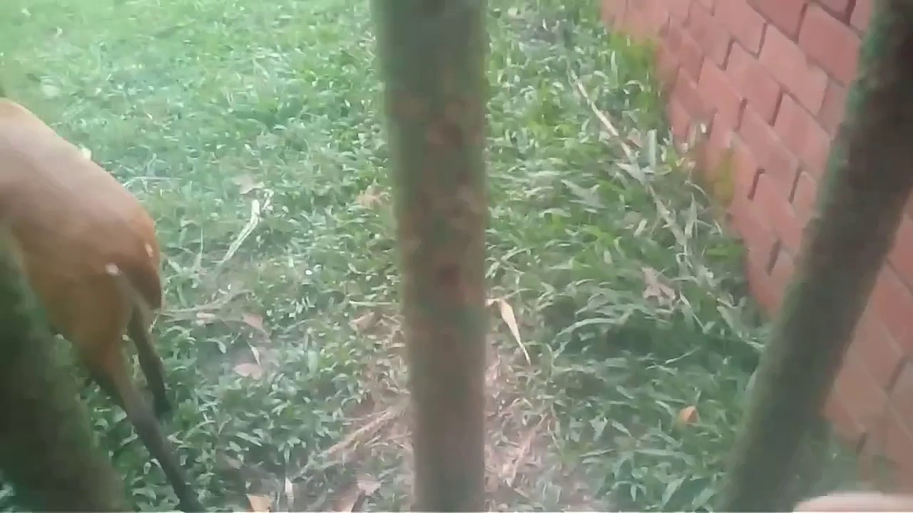 Feeding Maya Horin (deer) - YouTube