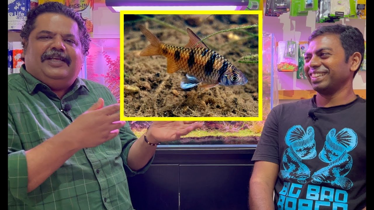 TALKING INDIAN NATIVE FISH with Mayur Dev Aquascaper | Indian Fish Room ...