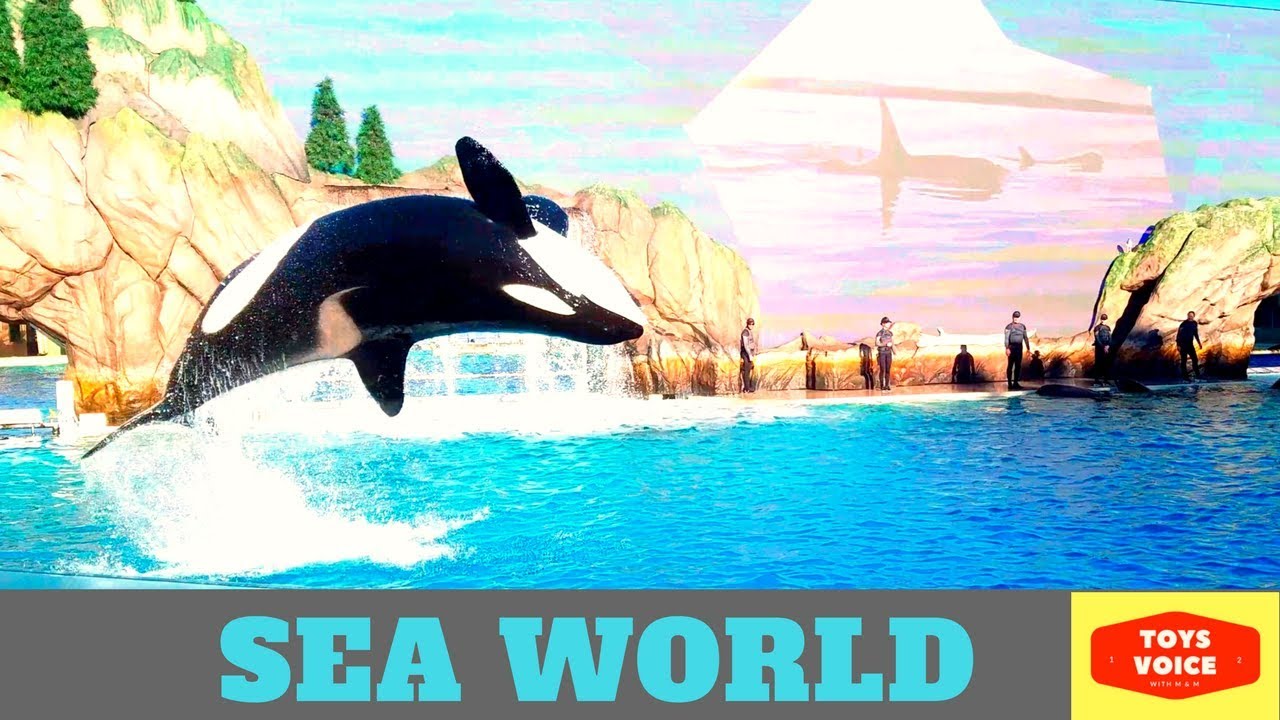 Traveler's Guide to Seaworld with toddlers | Toys Voice - YouTube