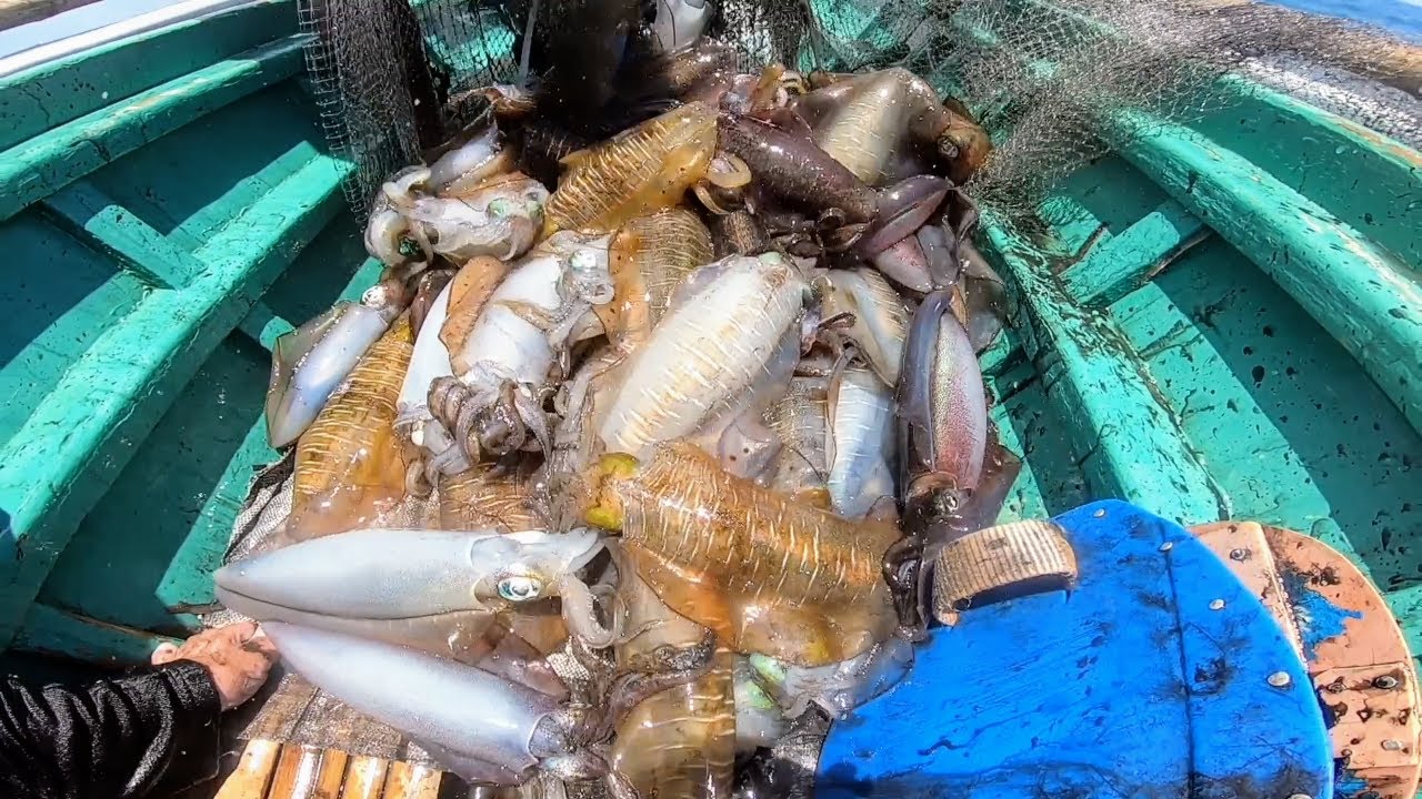 Grabing huli na Pusit Chamba sa sobrang Dami | FISHING IN PHILIPPINES ...