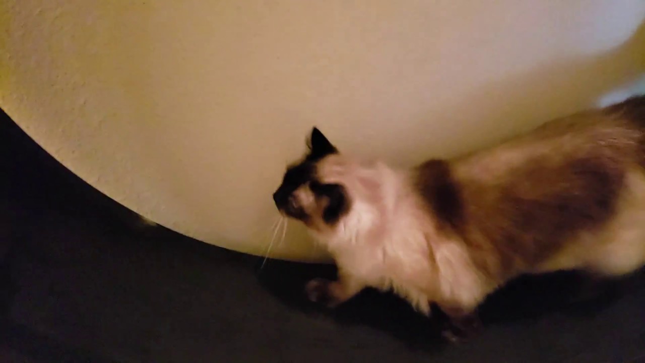 Ragdoll Cat, Bugsy running on "One Fast Cat track" exercise wheel - YouTube